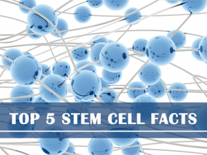 5 Interesting Stem Cell Facts | MedCells Cord Blood Banking